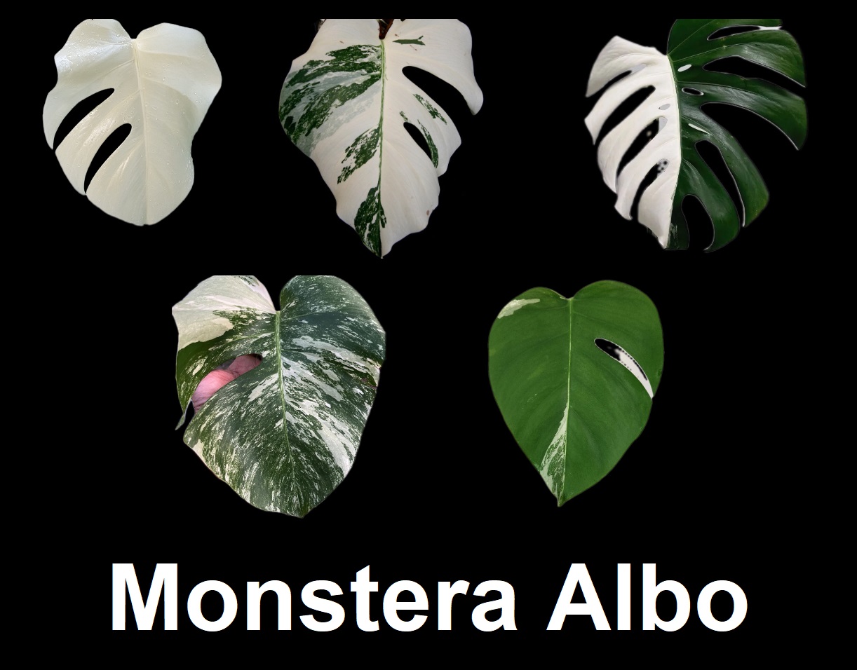 Các kiểu Var của Monstera Albo và Ưu Nhược điểm từng loại - Huykiengla.com
